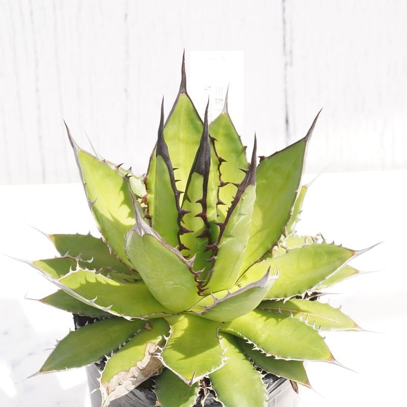 《現物》アガベ ホリダ 特選株 No.7023 3号 : 四国ガーデン - 通販 - Yahoo!ショッピング