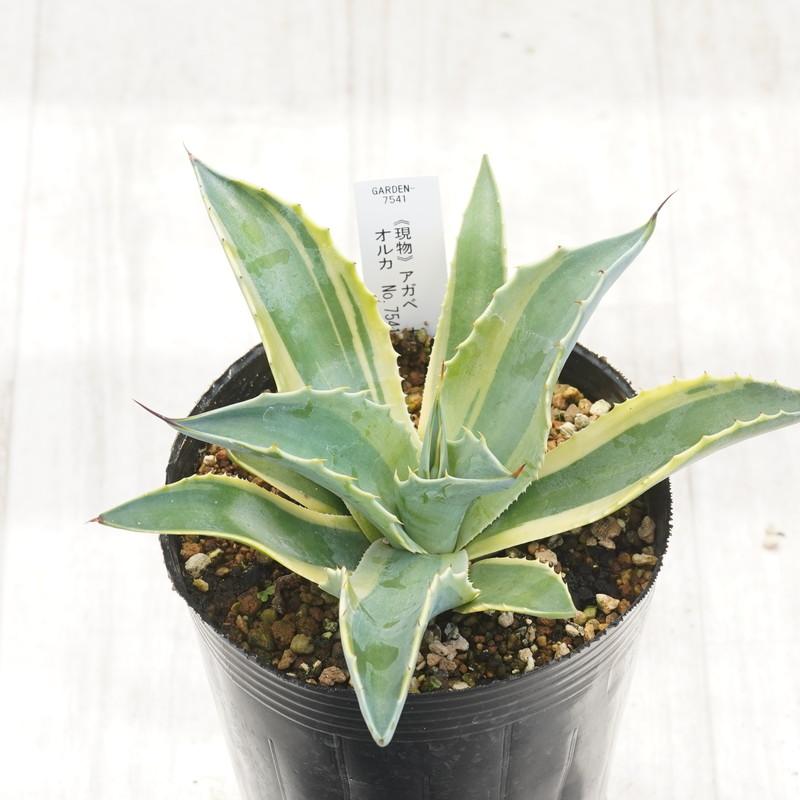 《現物》アガベ オバティフォリア オルカ No.7541 4号 : 四国ガーデン - 通販 - Yahoo!ショッピング
