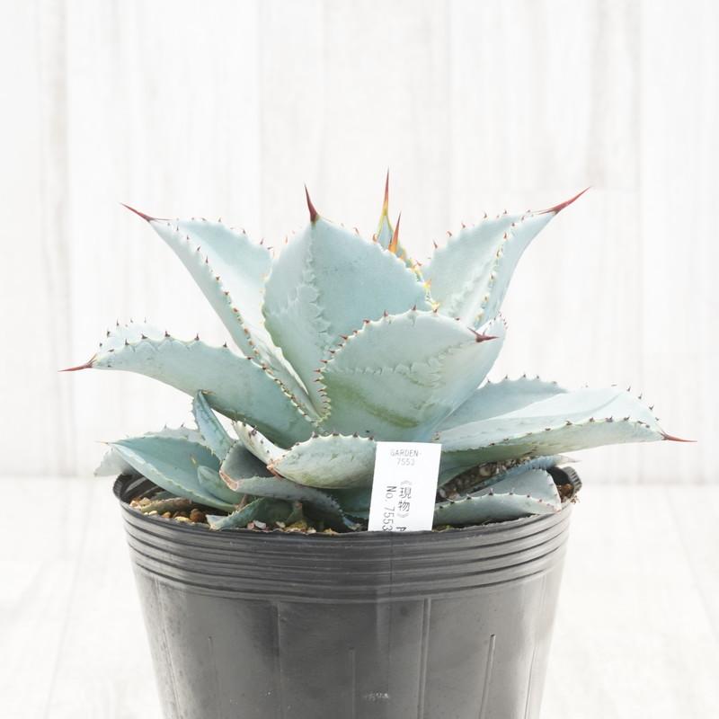 《現物》アガベ ブルーウェーブ No.7553 5号 : 四国ガーデン - 通販 - Yahoo!ショッピング