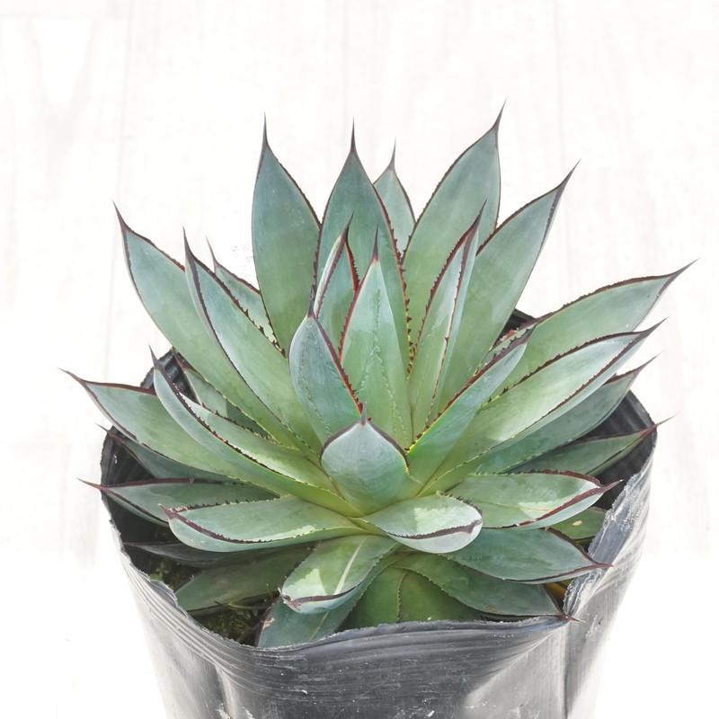 《現物》アガベ ブルーグロー コンパクトタイプ 特選株 No.7560 6号 : 四国ガーデン - 通販 - Yahoo!ショッピング