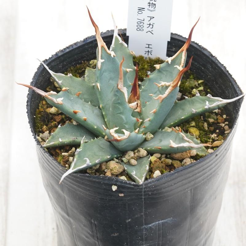 《現物》アガベ エボリスピナ レッド＆アイボリースパイン 特選株 No.7688 3号 : 四国ガーデン - 通販 - Yahoo!ショッピング