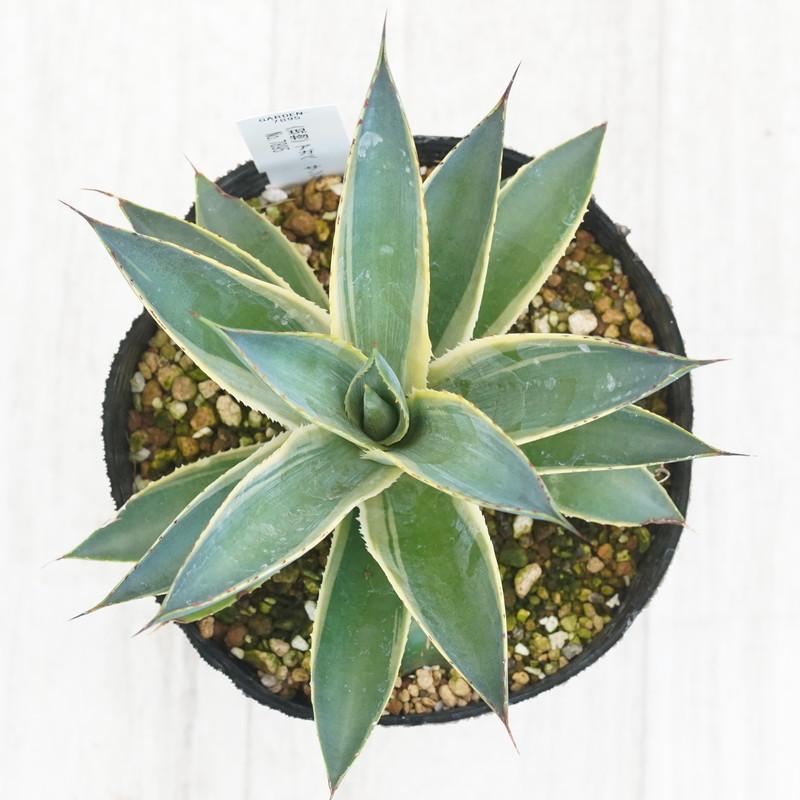 《現物》アガベ サングロー No.7895 4号 : 四国ガーデン - 通販 - Yahoo!ショッピング