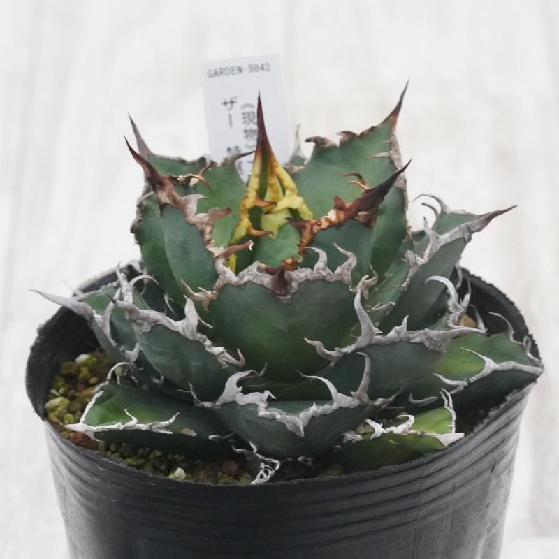 《現物》アガベ チタノタ シーザー 特選株 No.9842 4号 : 四国ガーデン - 通販 - Yahoo!ショッピング