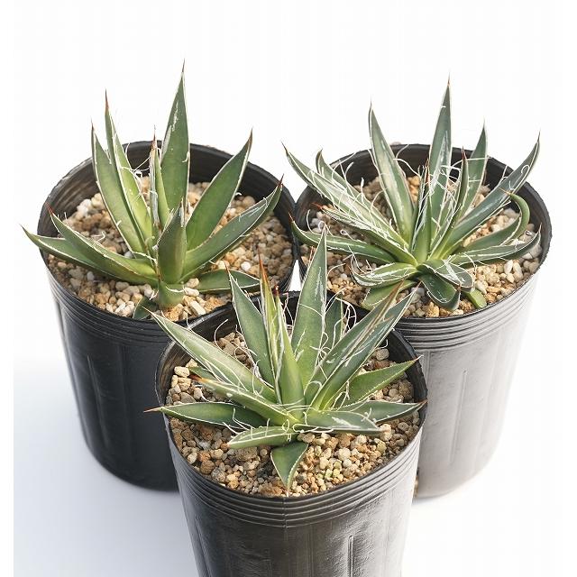 アガベ・フィリフェラ「コンパクタ」3号ロングポット×3株セット : kk5005-3l3 : 四国ガーデン - 通販 - Yahoo!ショッピング
