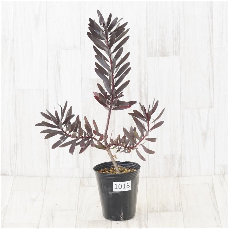 《現物》リューカデンドロン エボニー No.1018 4号 : 四国ガーデン - 通販 - Yahoo!ショッピング