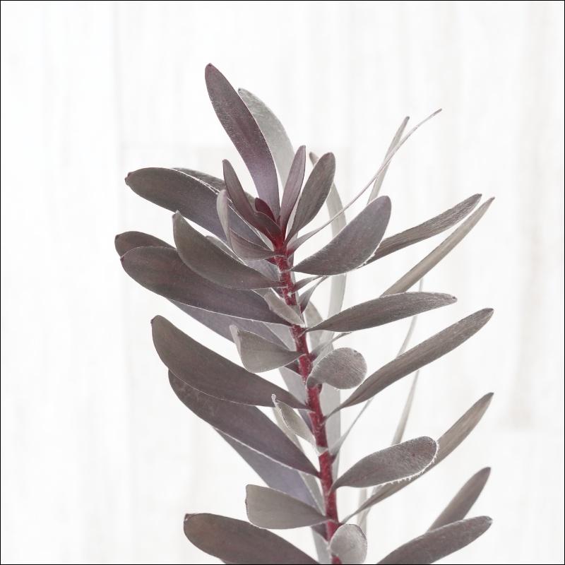 《現物》リューカデンドロン エボニー No.1018 4号 : 四国ガーデン - 通販 - Yahoo!ショッピング