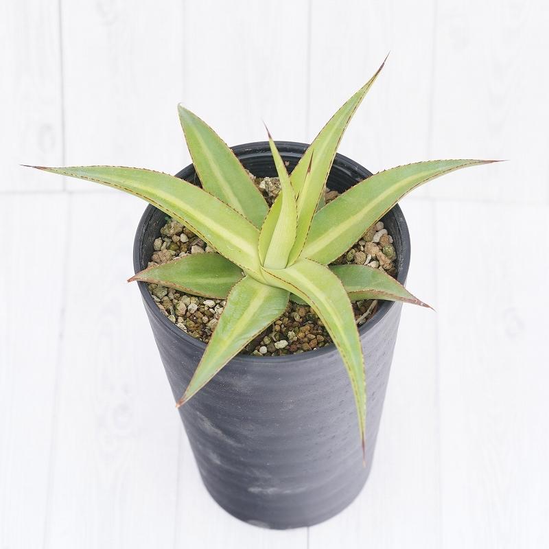 アガベ「マテオ」 3号ロングポット : rtt4035-3l : 四国ガーデン - 通販 - Yahoo!ショッピング