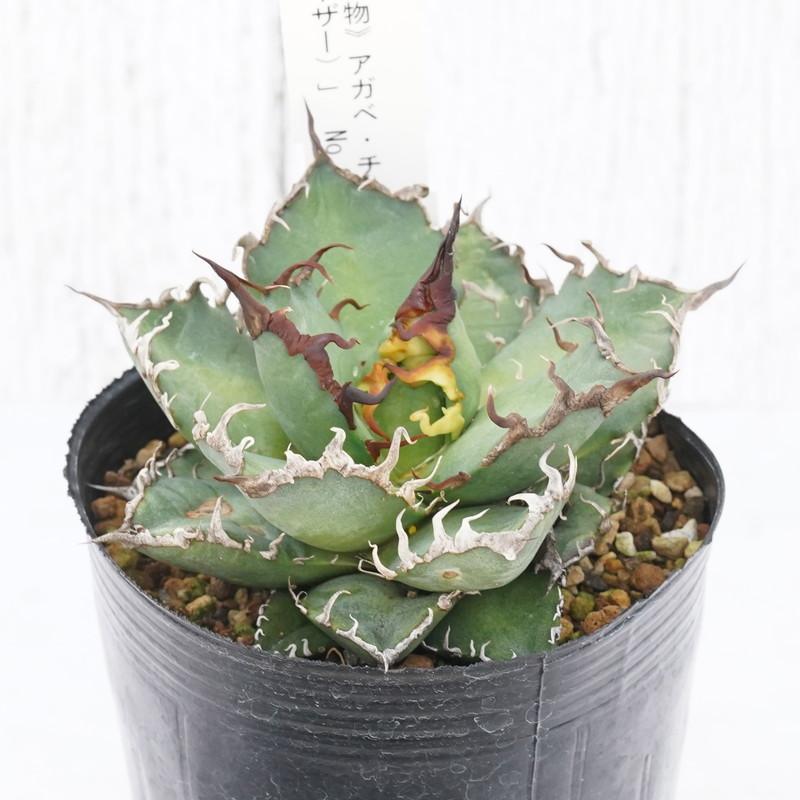 《現物》アガベ・チタノタ「凱撒（シーザー）」 No.3488 3号 : wgarden-3488 : 四国ガーデン - 通販 - Yahoo!ショッピング