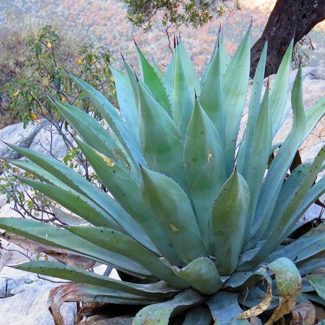 アガベ・スカポサ 5号ポット : 四国ガーデン - 通販 - Yahoo!ショッピング