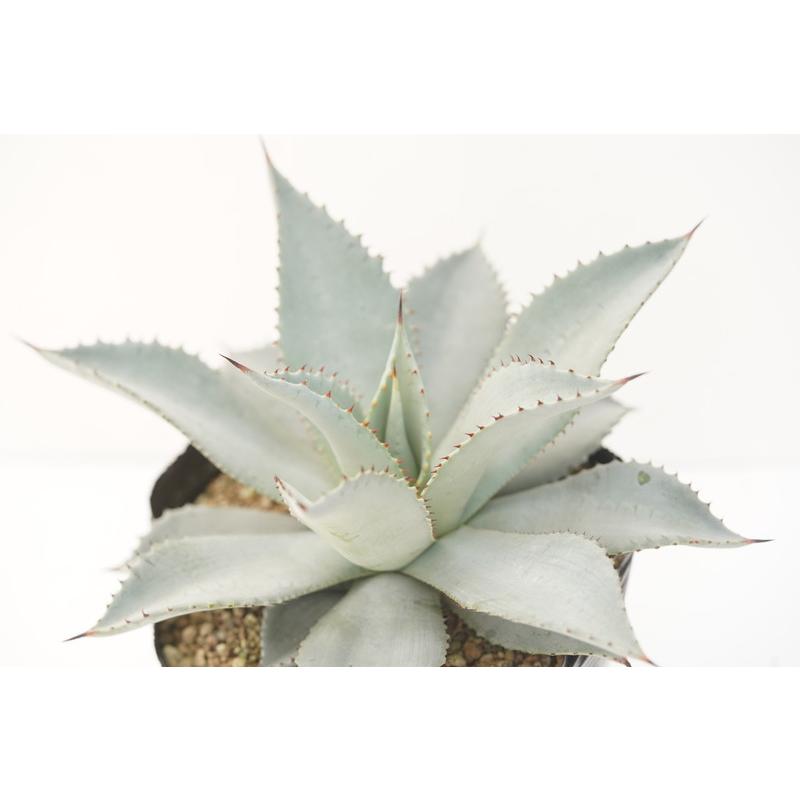 アガベ・シルバーウェーブ 5号ポット : 四国ガーデン - 通販 - Yahoo!ショッピング