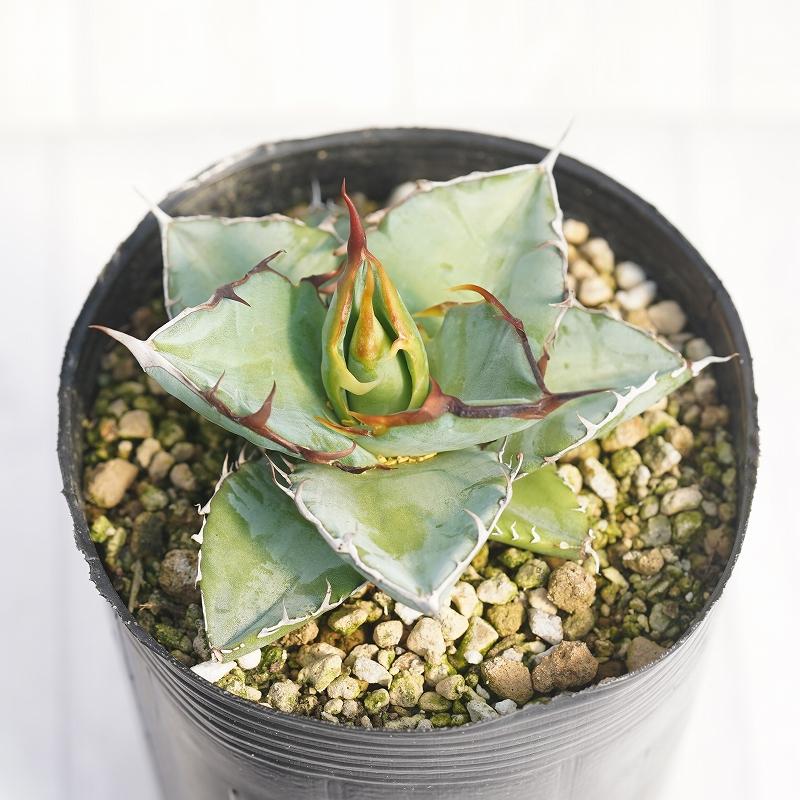 【実生選抜】アガベ・チタノタ「ブルー」 ”特選株” 3号ロングポット : y8-38600-3l-gs : 四国ガーデン - 通販 - Yahoo!ショッピング