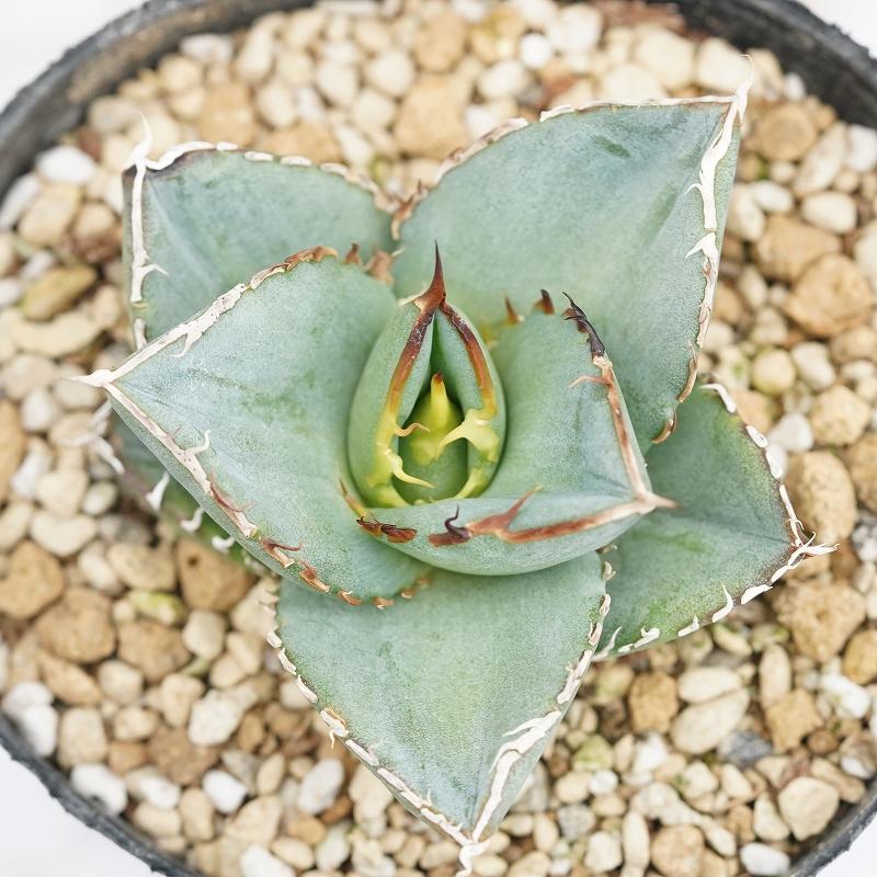 【選抜株】アガベ・オテロイ”ドワーフフォーム” 3号ロングポット ※チタノタ : y8-38g00-3l-df : 四国ガーデン - 通販 - Yahoo!ショッピング