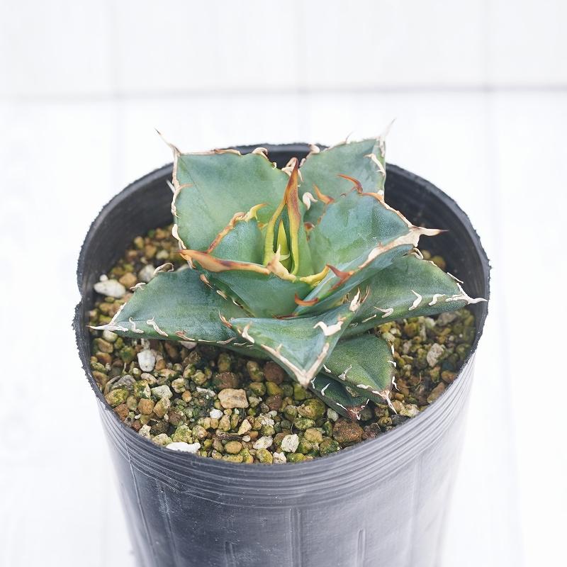 【実生選抜】アガベ・オテロイ”選抜株” 3号ロングポット ※チタノタ : y8-38g00-3l-gs : 四国ガーデン - 通販 - Yahoo!ショッピング