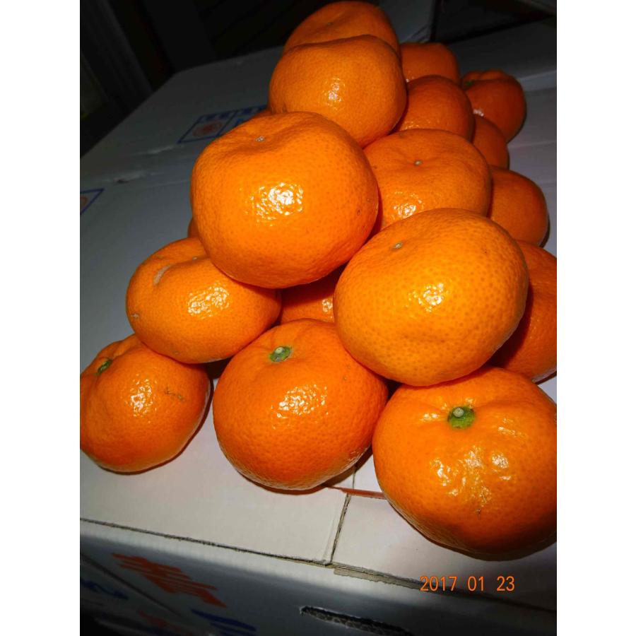 三ケ日 マルエム青島 みかん ム印 2Lサイズ 約7kg : 10000199 : しもさわ青果販売 - 通販 - Yahoo!ショッピング