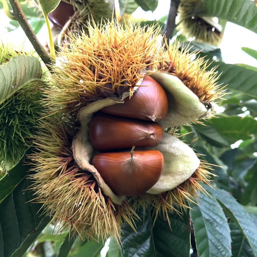 小布施栗 極選 一茶栗（4L〜5L）サイズ 1kg単位計り売り : 信州堂 - 通販 - Yahoo!ショッピング