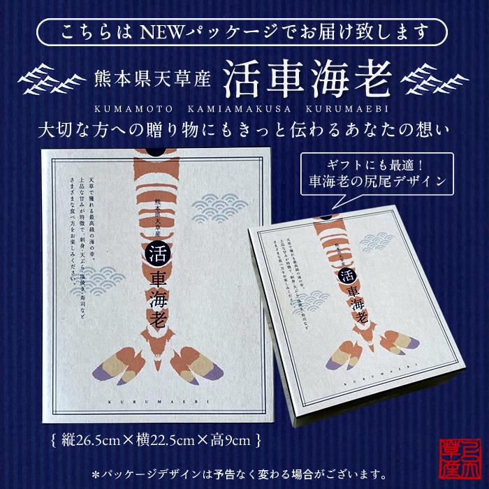 車海老 活き[予約11月下]天草 特大 2L 700g(16-19尾) 活車エビ 生きたまま発送 熊本県 養殖 クルマエビ 刺身 島育ち車えび[お歳暮ギフト] : 食コレ Japan-food ...