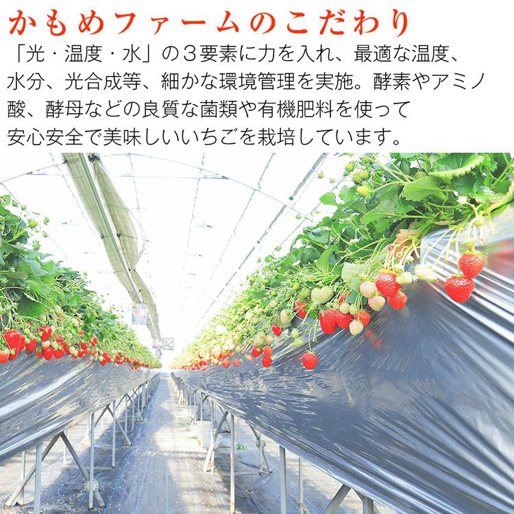 いちご ギフト 秀品 520g (260g×2パック) 岡山県産 晴苺 かおりの 章姫 ゆめのか よつぼし 贈答 じゃらん イチゴ 苺 冷蔵便 同梱不可 産直 :ocnw-022:食の達人 お ...