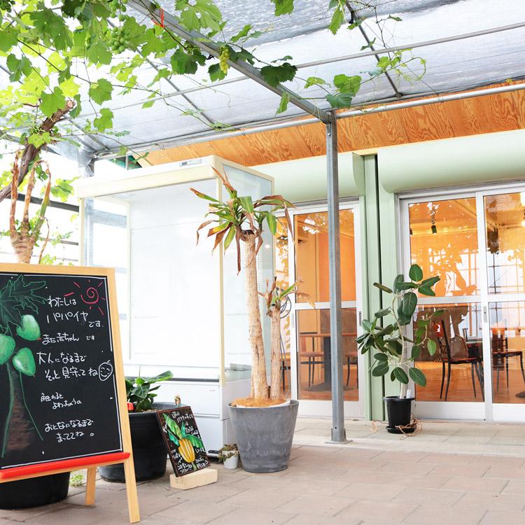 いちご ギフト 秀品 520g (260g×2パック) 岡山県産 晴苺 かおりの 章姫 ゆめのか よつぼし 贈答 じゃらん イチゴ 苺 冷蔵便 同梱不可 産直 :ocnw-022:食の達人 お ...