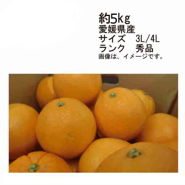 送料無料 甘平 かんぺい 愛媛県 約5kg サイズ 3L/4L 秀品 : sf032-024 : ショップダイヘイYahoo!店 - 通販 - Yahoo!ショッピング