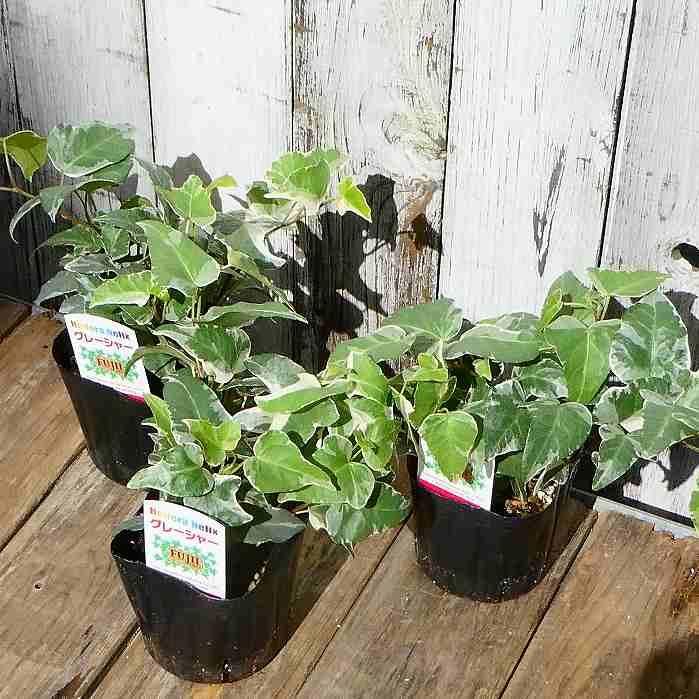 アイビー 苗 グレーシャー 3号 斑入り 観葉植物 グリーン 241022 : お花処 昌山園 - 通販 - Yahoo!ショッピング