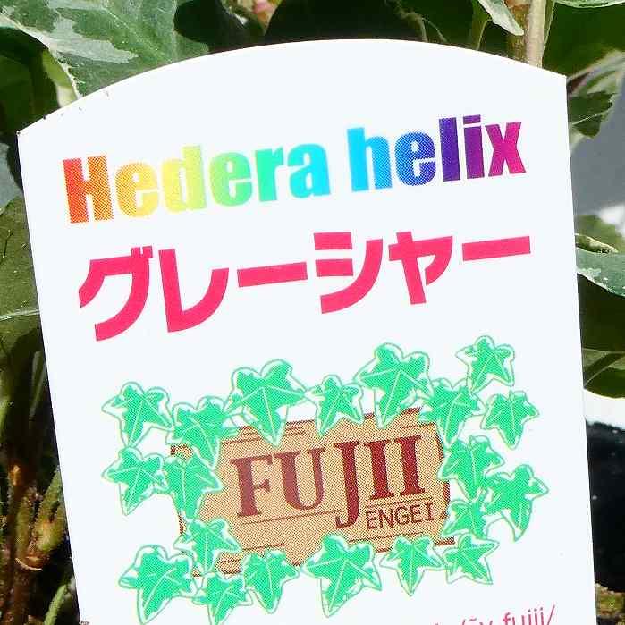 アイビー 苗 グレーシャー 3号 斑入り 観葉植物 グリーン 241022 : お花処 昌山園 - 通販 - Yahoo!ショッピング