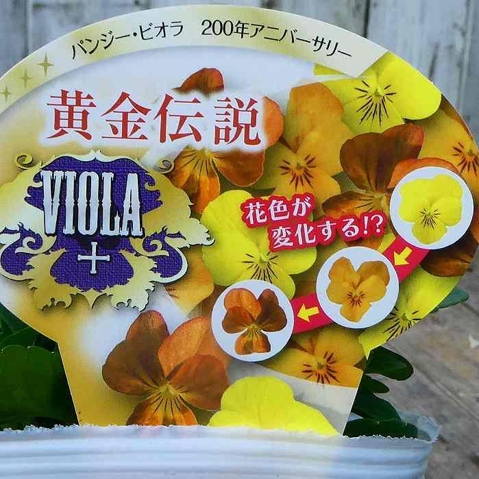 ビオラ 苗 黄金伝説 黄花 花色変化 241022 : お花処 昌山園 - 通販 - Yahoo!ショッピング