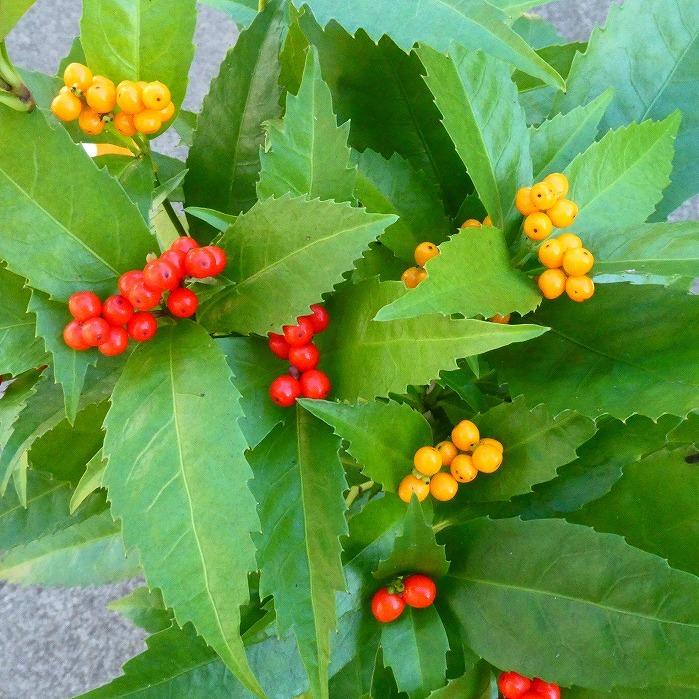 千両 赤実黄実寄せ植え 5号 センリョウ 鉢花 鉢植え お正月飾り 庭植え 低木 1215 お花処 昌山園 通販 Yahoo 9126