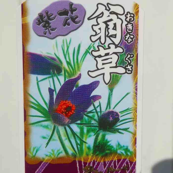 オキナグサ 苗 紫花 翁草 3.5号 山野草 宿根草 多年草 250121 : お花処 昌山園 - 通販 - Yahoo!ショッピング