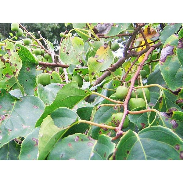 コクワ(サルナシ)500g×1パック 北海道産こくわ 出荷時期:9月 コクワ(サルナシ)500g×1パック 北海道産こくわ 出荷時期:9月
