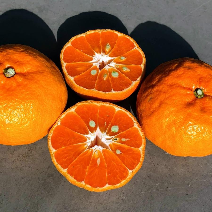 はやか M玉以上 約5kg : hayaka-5kg-m-3l : 呉の小さな農家 - 通販 - Yahoo!ショッピング