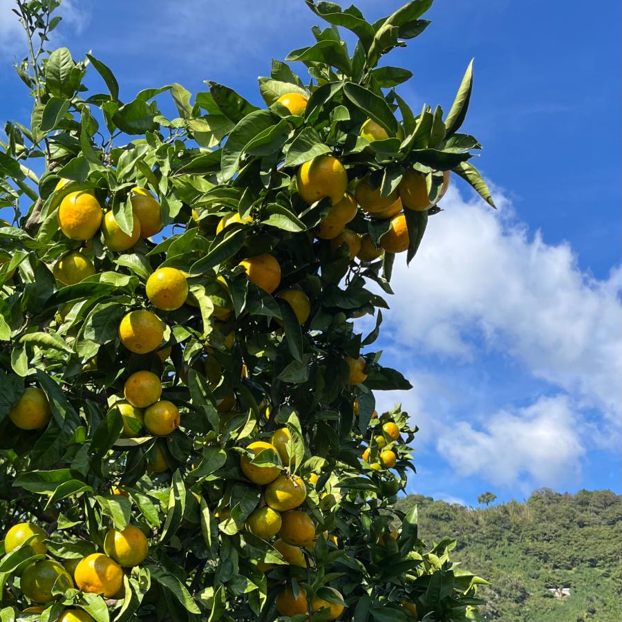 いしじミカン訳あり(2S〜2L)約5kg : 呉の小さな農家 - 通販 - Yahoo!ショッピング