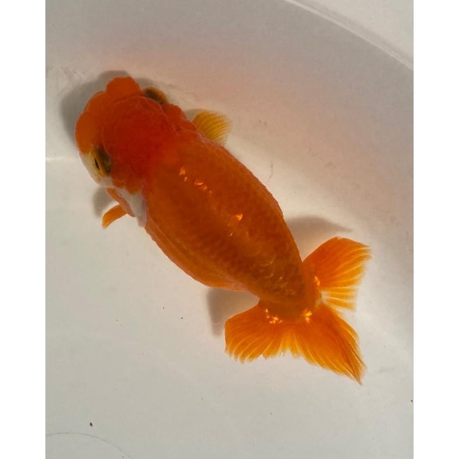 らんちゅう 更紗 11cm左右目元白 11cm 2-e : らんちゅうショップ大福 - 通販 - Yahoo!ショッピング