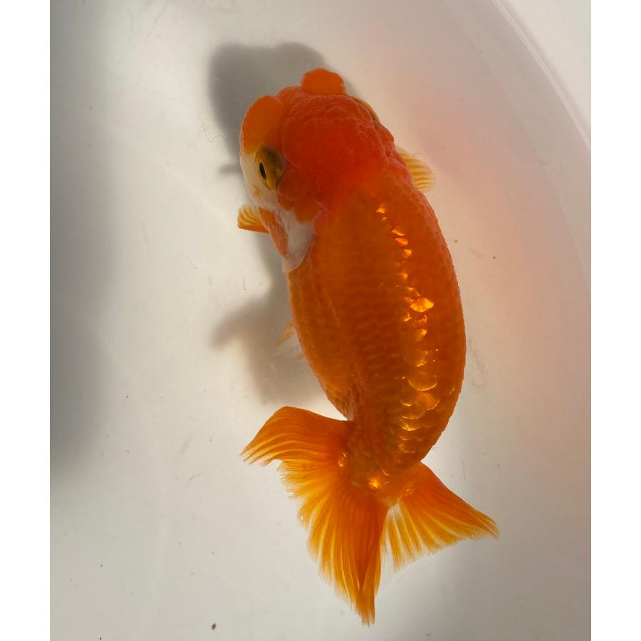 らんちゅう 更紗 11cm左右目元白 11cm 2-e : らんちゅうショップ大福 - 通販 - Yahoo!ショッピング