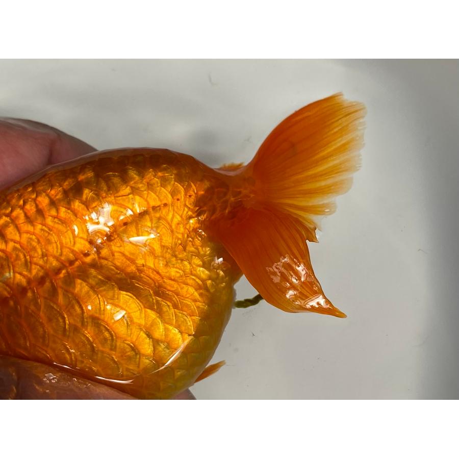 らんちゅう 更紗 11cm左右目元白 11cm 2-e : らんちゅうショップ大福 - 通販 - Yahoo!ショッピング