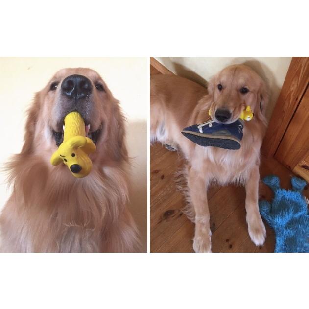 ルーファ ラテックス Multipet Loofa Latex Ruff Dog 6 inch : スマイルドッグ愛犬グッズ専門店 - 通販 ...