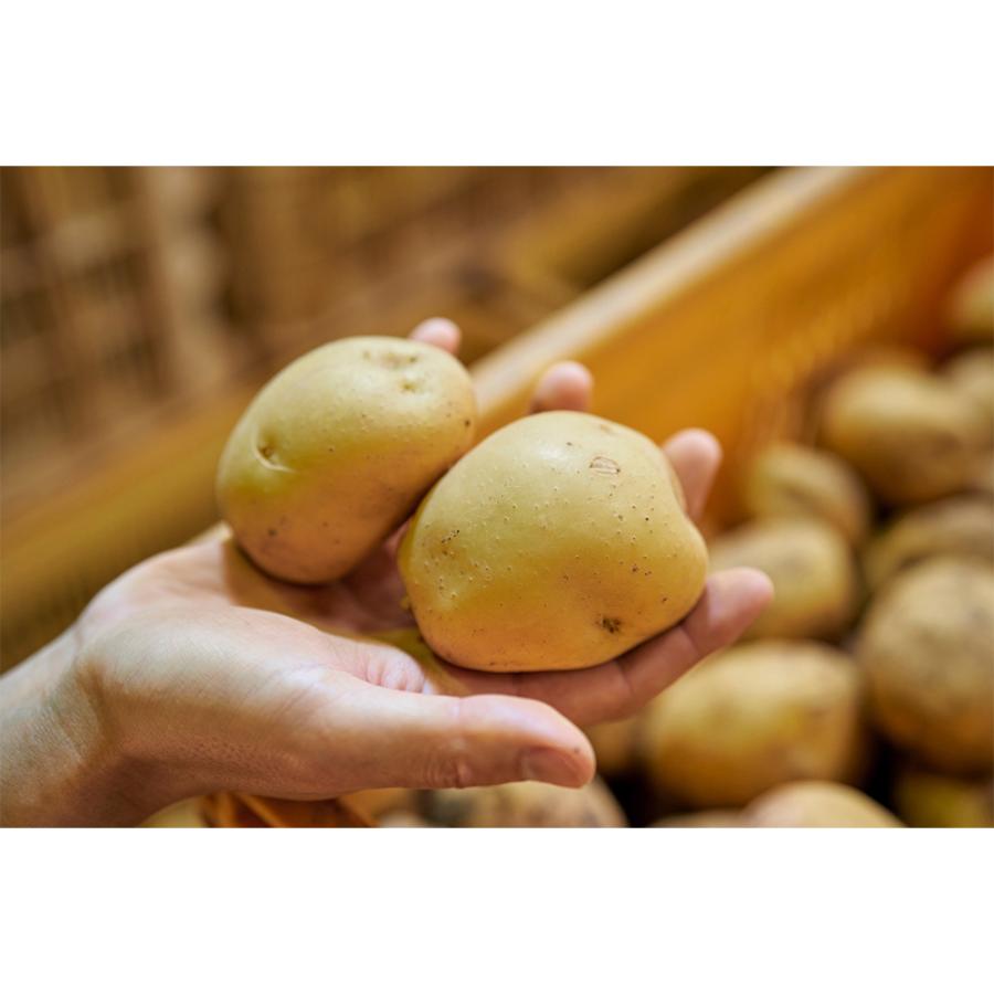 壱岐 JA壱岐市 壱岐黄金 10kg 予約販売 2/17?25お届け : Smile Spoon - 通販 - Yahoo!ショッピング