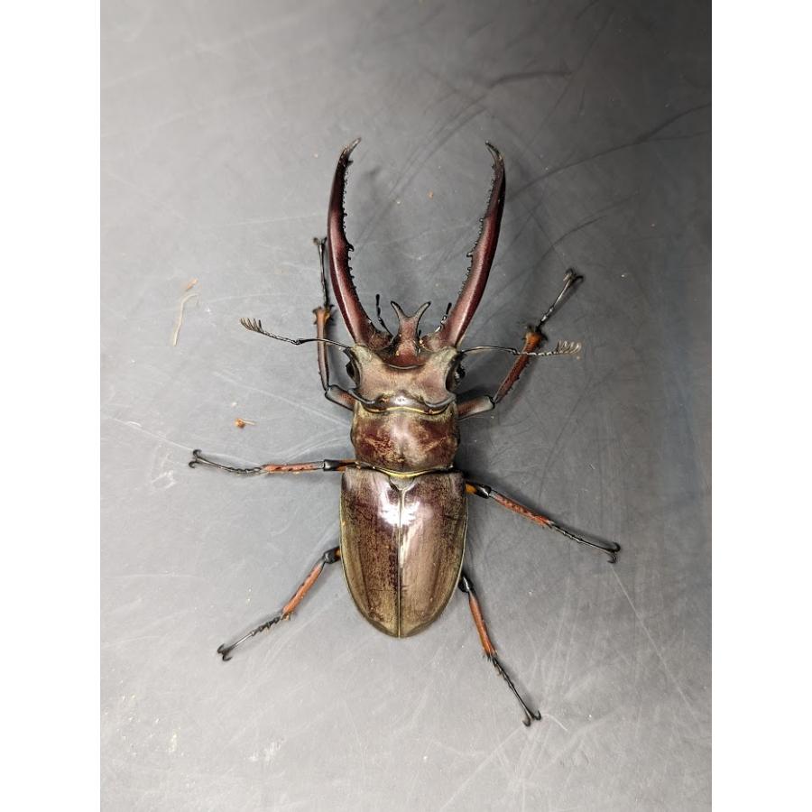 ベトナム プラネットミヤマ♂60upペア！ : vnpla60 : SMIS - 通販 - Yahoo!ショッピング