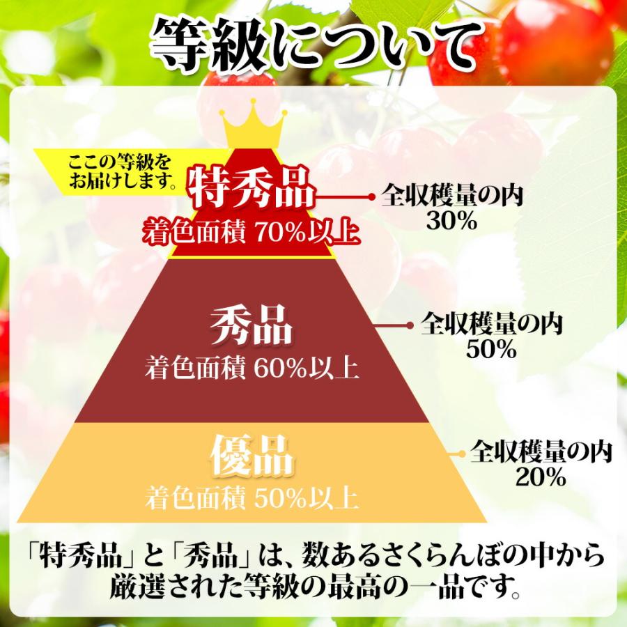 山形 さくらんぼ 紅秀峰 特秀品 2L 300g フルーツ ギフト 果物 贈答用 6月中旬-下旬 :108425:北海道市場「北国からの贈り物」 - 通販 - Yahoo!ショッピング