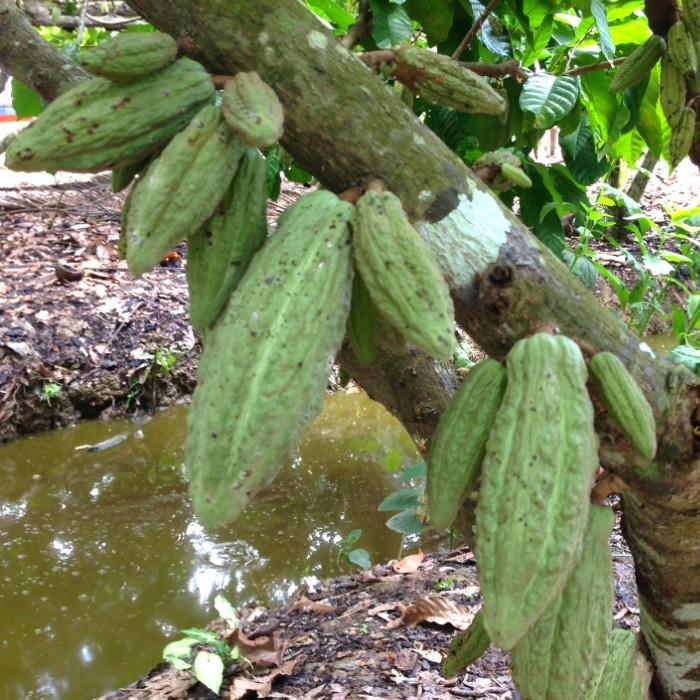 ★本格ビターチョコ好きの方へ★Bitter Box★マンディアンチョコレート3枚セットギフト★【無添加】乳化剤・香料・着色料不使用/甘さ控えめ ...