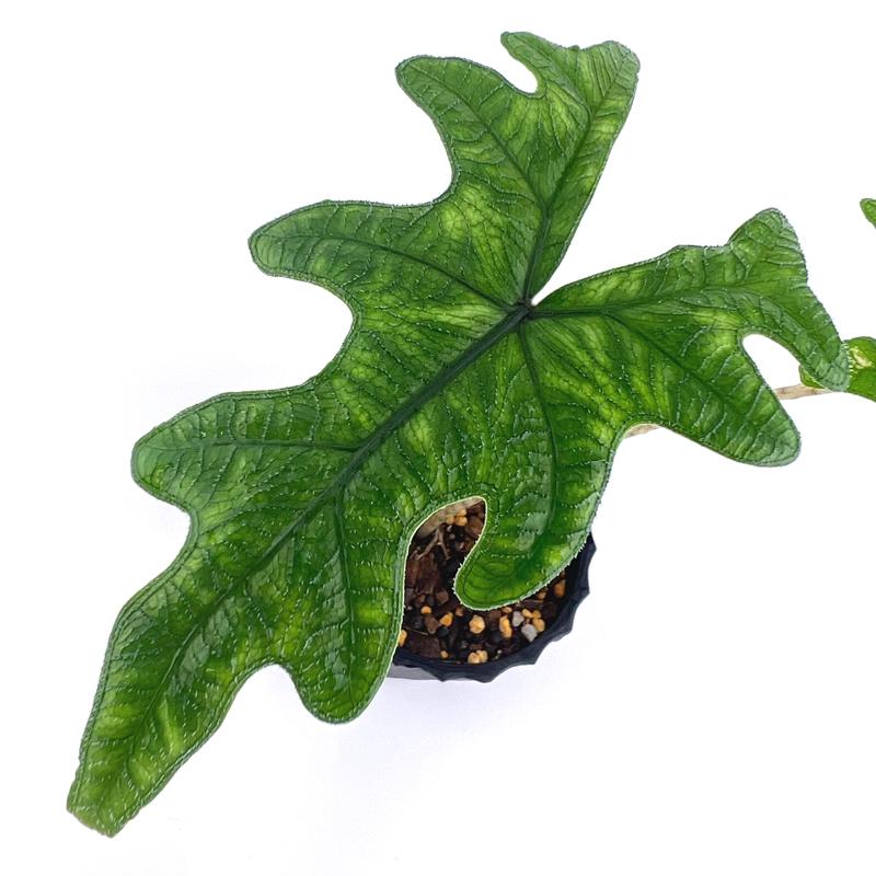 【アロカ】Alocasia jacklyn : 育種堂ヤフー店 - 通販 - Yahoo!ショッピング