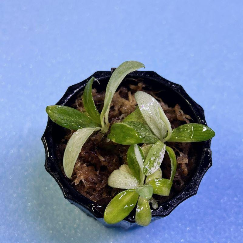 Schismatoglottis sp. "Murun raya" 初霜錦 : 育種堂ヤフー店 - 通販 - Yahoo!ショッピング