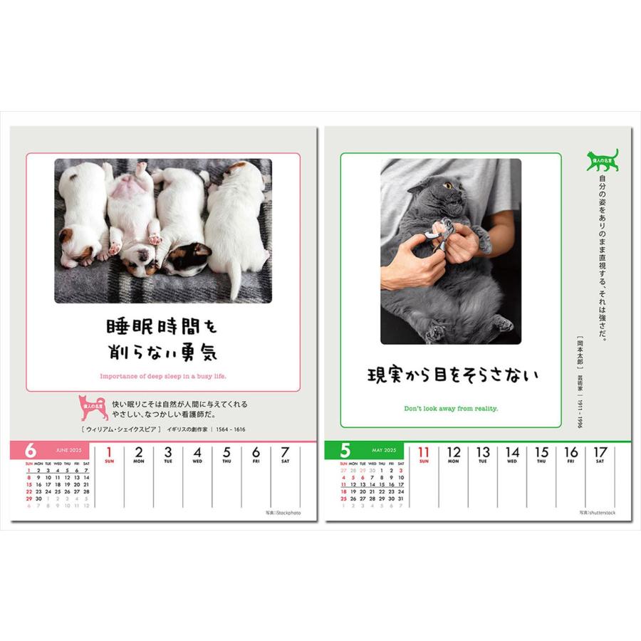 【残りわずか!!】人生はワンチャンス！ / 人生はニャンとかなる！ 卓上/壁掛セット 25CL-0383 25CL-0384 2025年カレンダー 25CL-0383-0384 : そふと屋 ...
