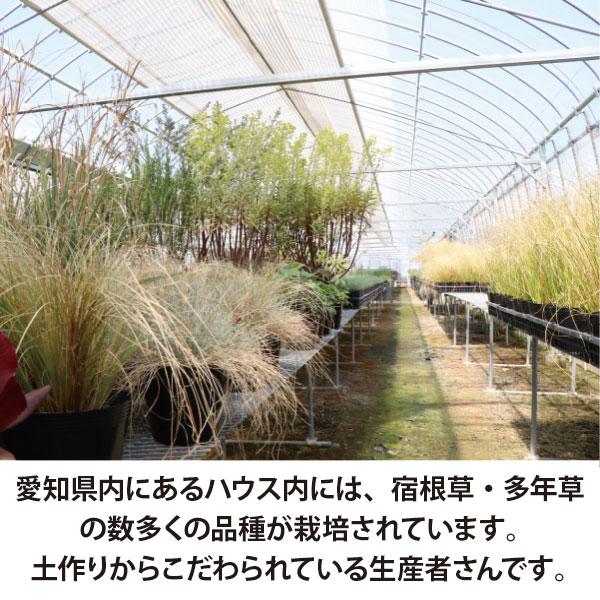 [細いガーデンスペースに！]ロックガーデン ***アガベ・コルジリネ・グレビレア・カレックス*** [rock][GM] : ソラニワ - 通販 - Yahoo!ショッピング