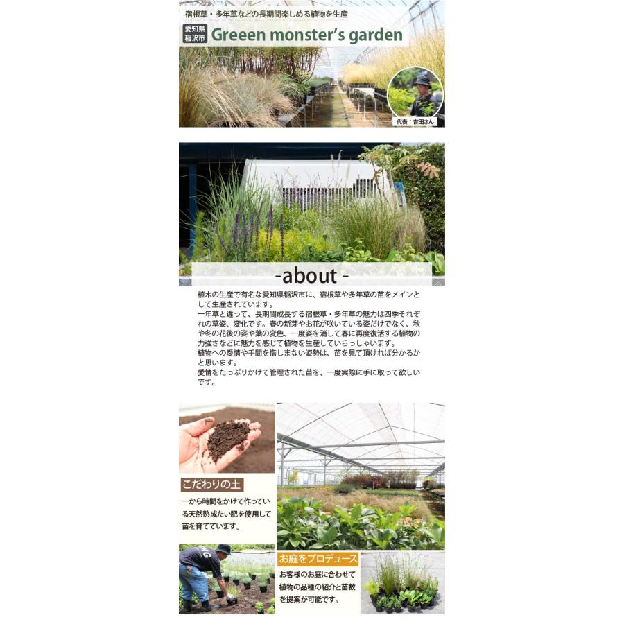 [細いガーデンスペースに！]ロックガーデン ***アガベ・コルジリネ・グレビレア・カレックス*** [rock][GM] : ソラニワ - 通販 - Yahoo!ショッピング