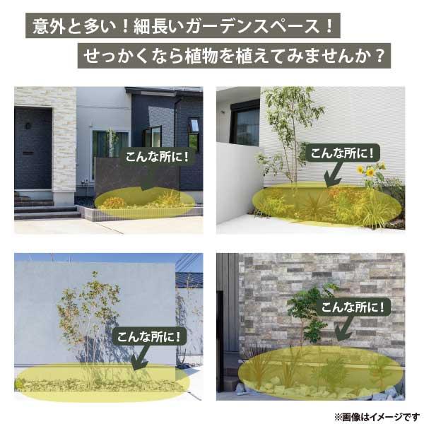 [細いガーデンスペースに！]ロックガーデン ***アガベ・コルジリネ・グレビレア・カレックス*** [rock][GM] : ソラニワ - 通販 - Yahoo!ショッピング