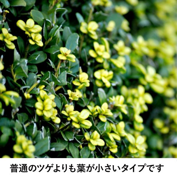 [生産者直送]キンメツゲ 円錐仕立て 樹高約1.5m 送料無料 植木 庭木 苗木 垣根 シンボルツリー ツゲの木 人気 常緑低木[t] : ソラニワ - 通販 - Yahoo!ショッピング