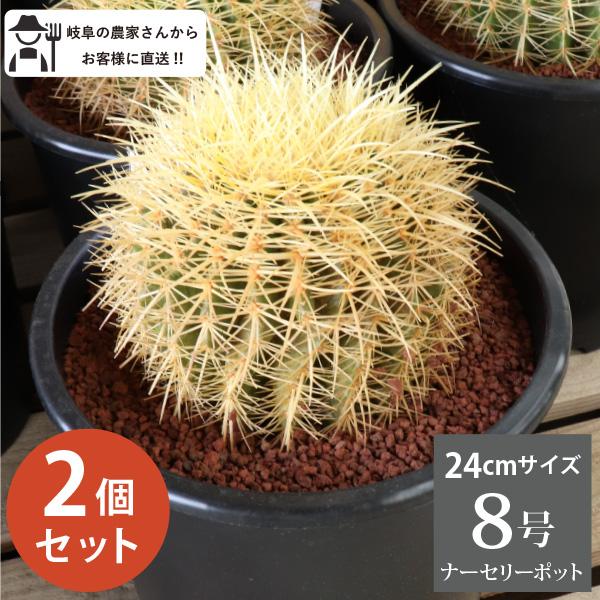 [農場直送]キンシャチ 金シャチ 金鯱 サボテン 8号鉢2個セット 樹齢約10-12年 ロックガーデン 王道 大型苗[G] 敬老の日 生産者直送 : ソラニワ - 通販 - Yahoo!ショッピング
