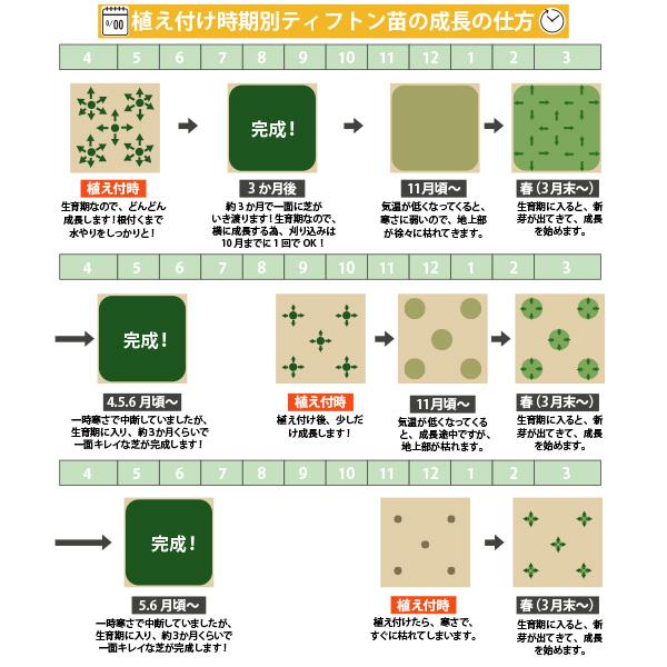 西洋芝 ティフトン419 ティフトン 芝苗 150個 セット (5cm角ポット、約15-30平米分) ドッグラン 暑さに強い暖地型 スポーツ芝 尿害に強い犬芝 :tifton-150:ソラニワ ...