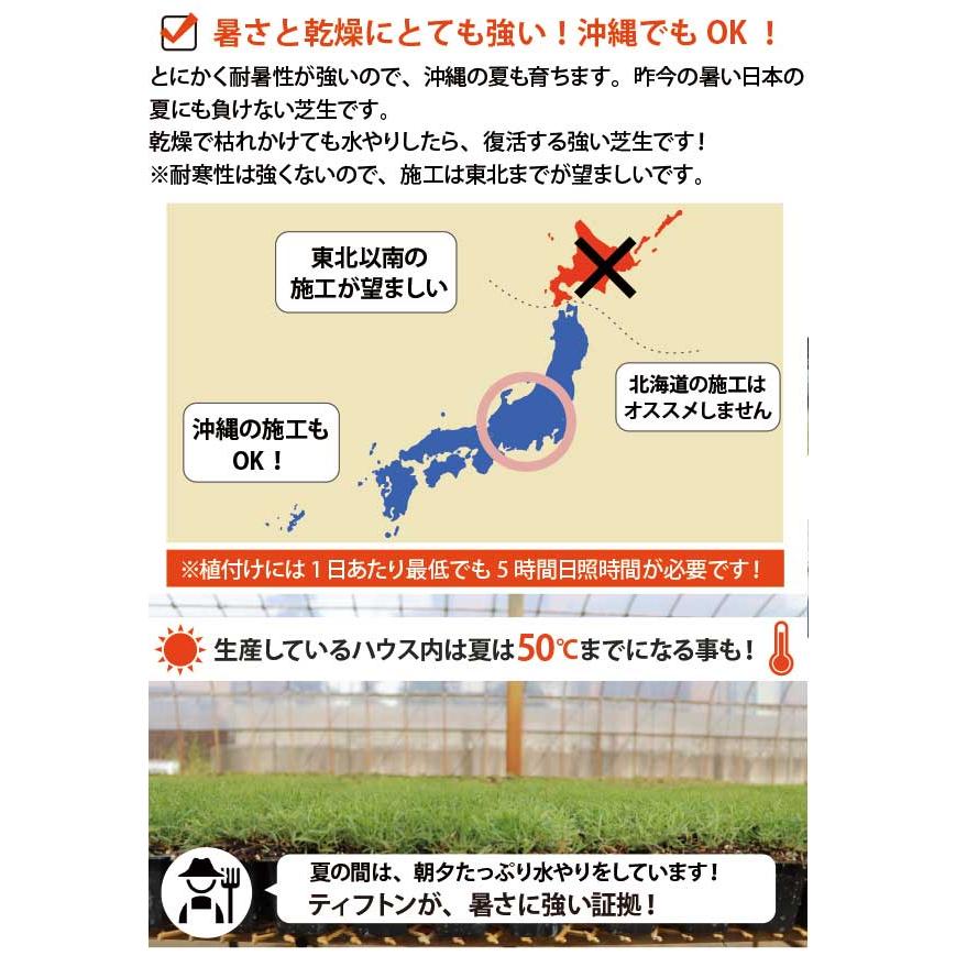 【今だけ芝の肥料プレゼント】ティフトン 419 西洋芝 芝苗 150個 セット (5cm角ポット、約30平米分) ドッグラン 暖地型 スポーツ芝 : ソラニワ - 通販 - Yahoo!ショッピング