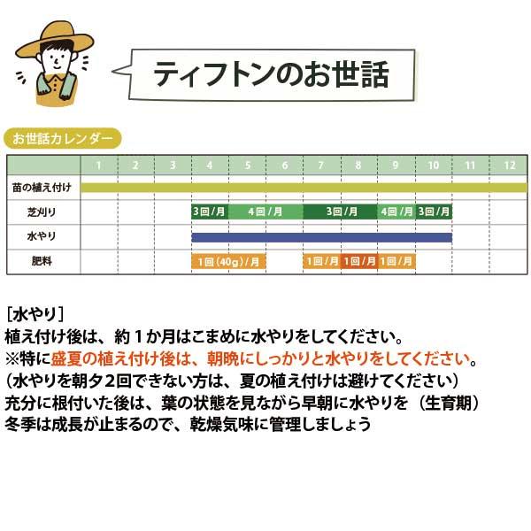 【今だけ芝の肥料プレゼント】ティフトン 419 西洋芝 芝苗 150個 セット (5cm角ポット、約30平米分) ドッグラン 暖地型 スポーツ芝 : ソラニワ - 通販 - Yahoo!ショッピング